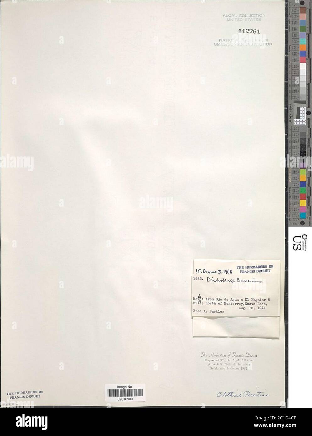 Calothrix parietina Calothrix parietina Stock Photo - Alamy