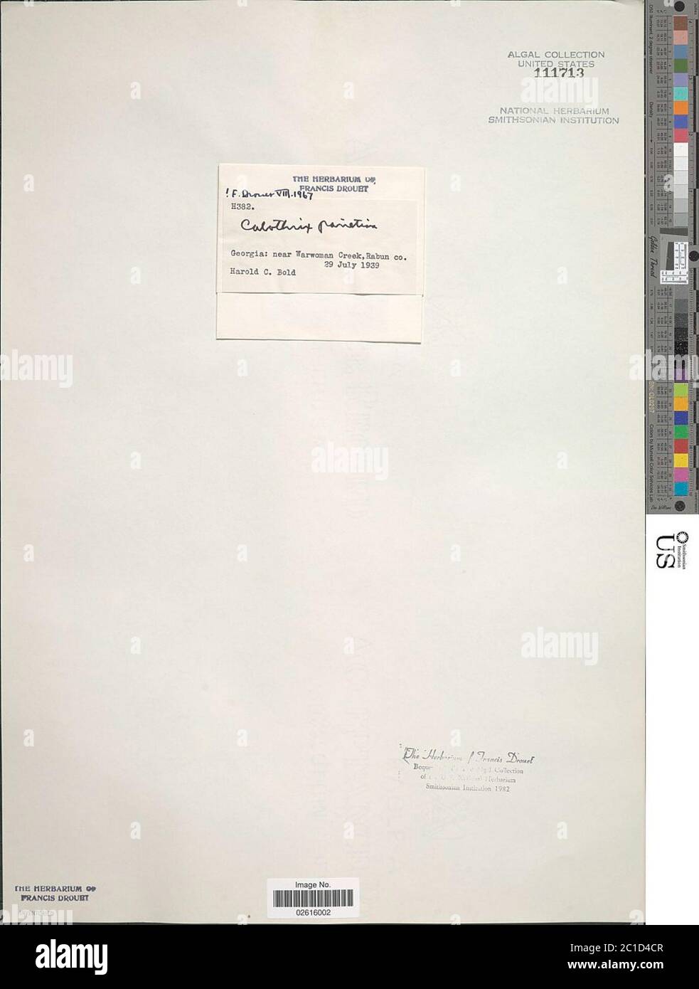 Calothrix parietina Calothrix parietina Stock Photo - Alamy