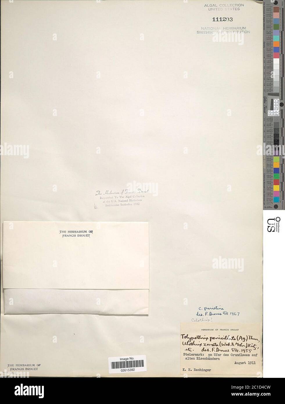 Calothrix parietina Calothrix parietina Stock Photo - Alamy