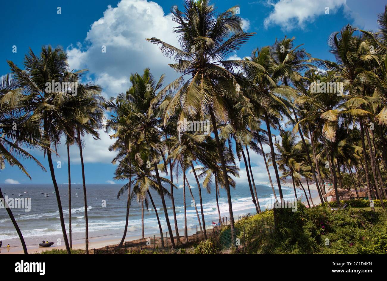 Cloudy view of a Palm trees and beach, City Goa, India Stock Photo - Alamy