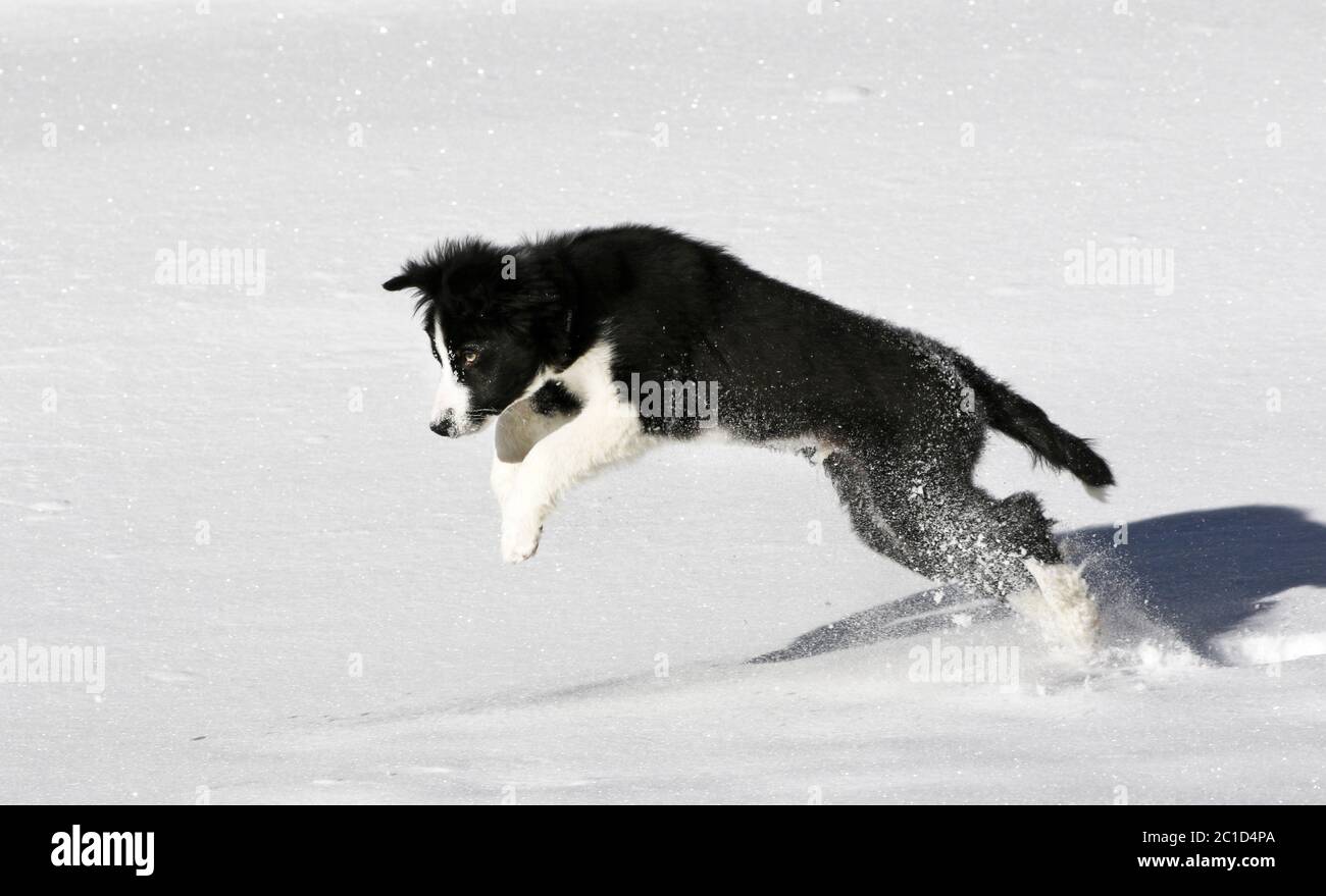 Viking dog hi-res stock photography and images - Alamy