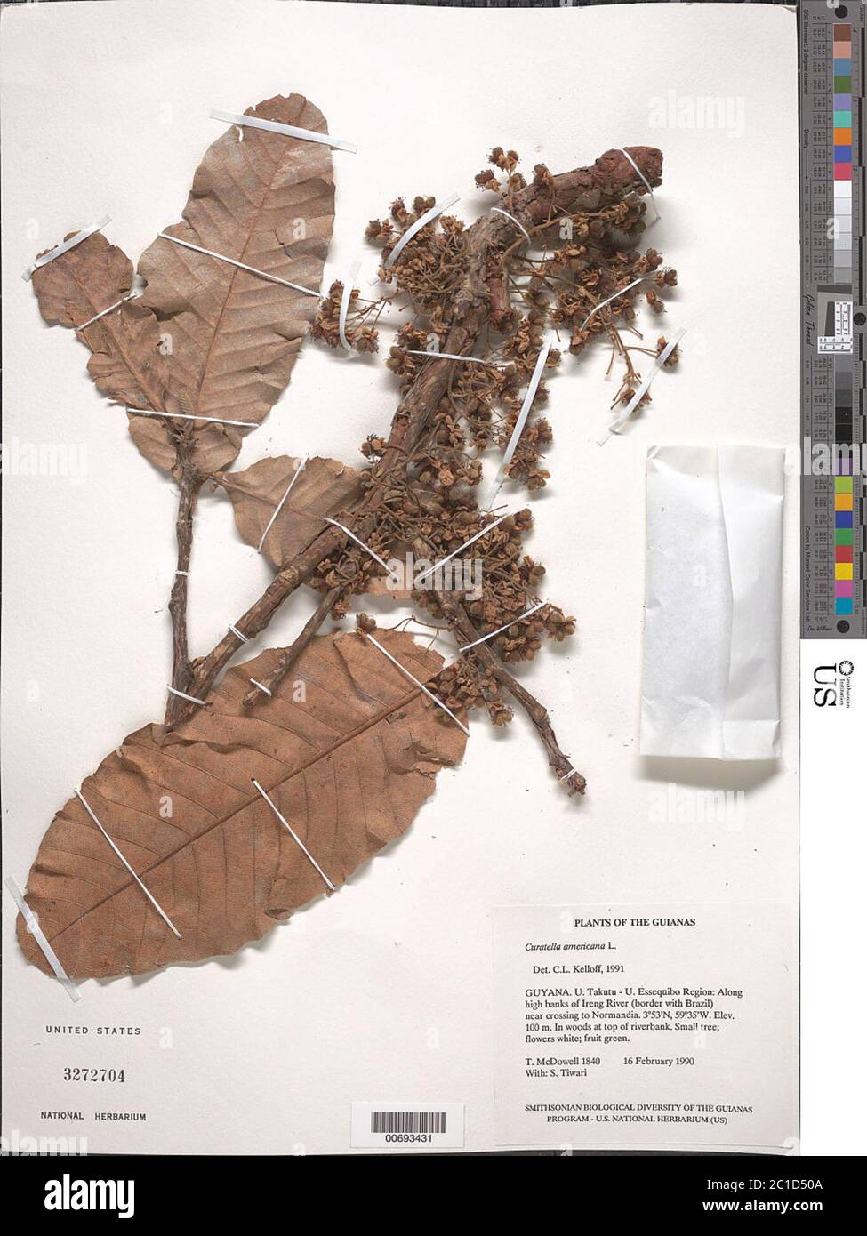 Curatella americana hi-res stock photography and images - Alamy