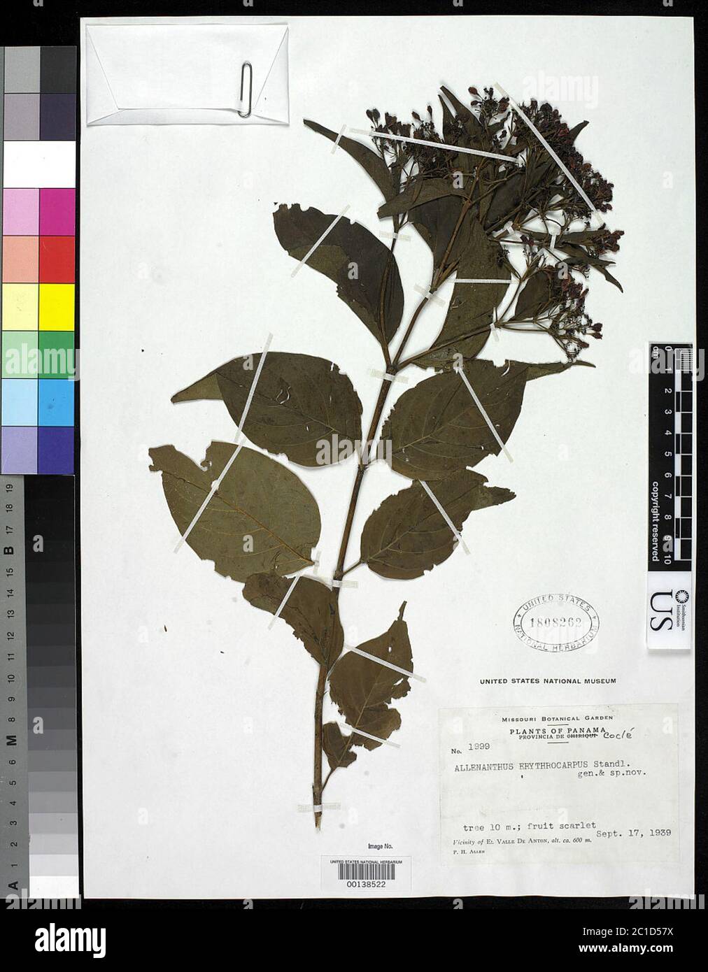 Allenanthus erythrocarpus Standl in Woodson Schery Allenanthus ...