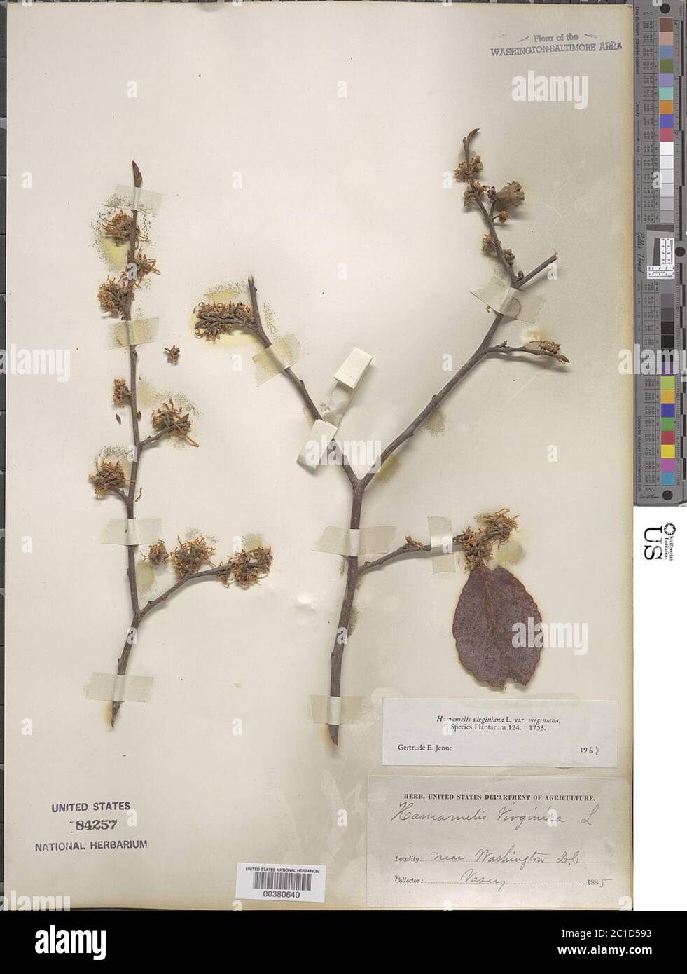 Hamamelis virginiana l hi-res stock photography and images - Alamy
