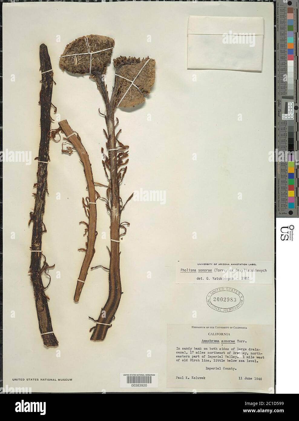 Pholisma sonorae Torr ex A Gray Yatsk Pholisma sonorae Torr ex A Gray ...