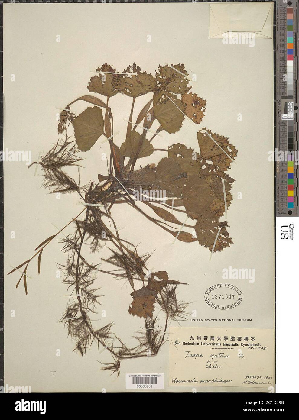 Trapa natans L Trapa natans L Stock Photo - Alamy