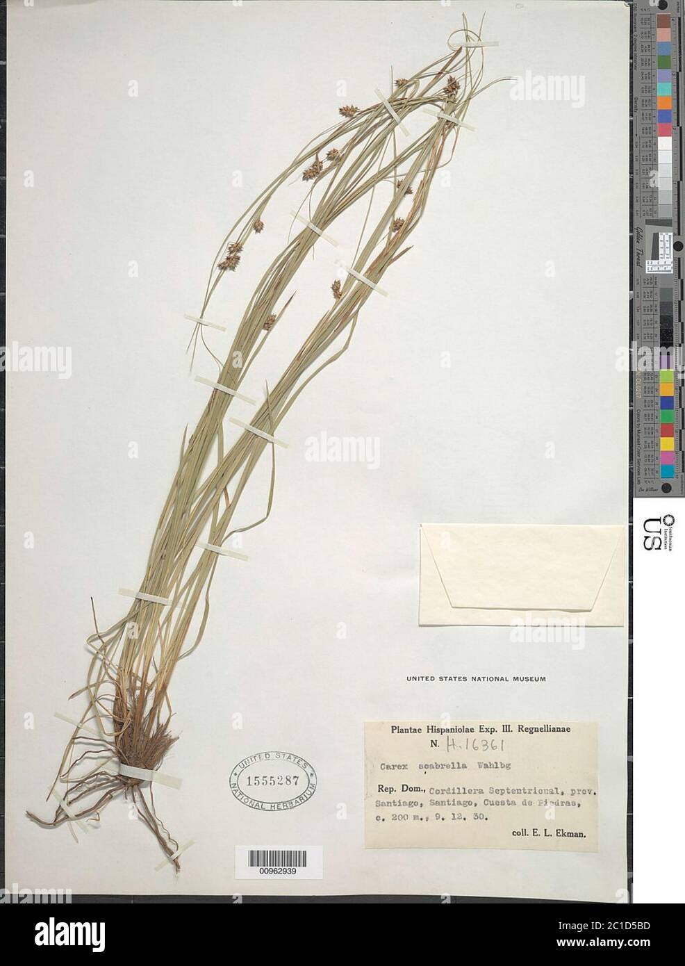 Scabrella hi-res stock photography and images - Alamy