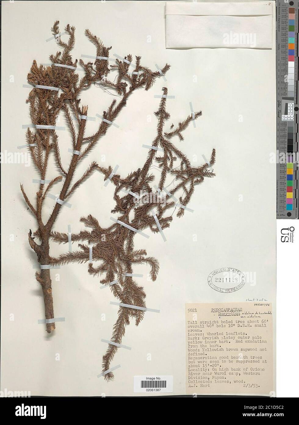 Dacrydium nidulum de Laub Dacrydium nidulum de Laub Stock Photo - Alamy