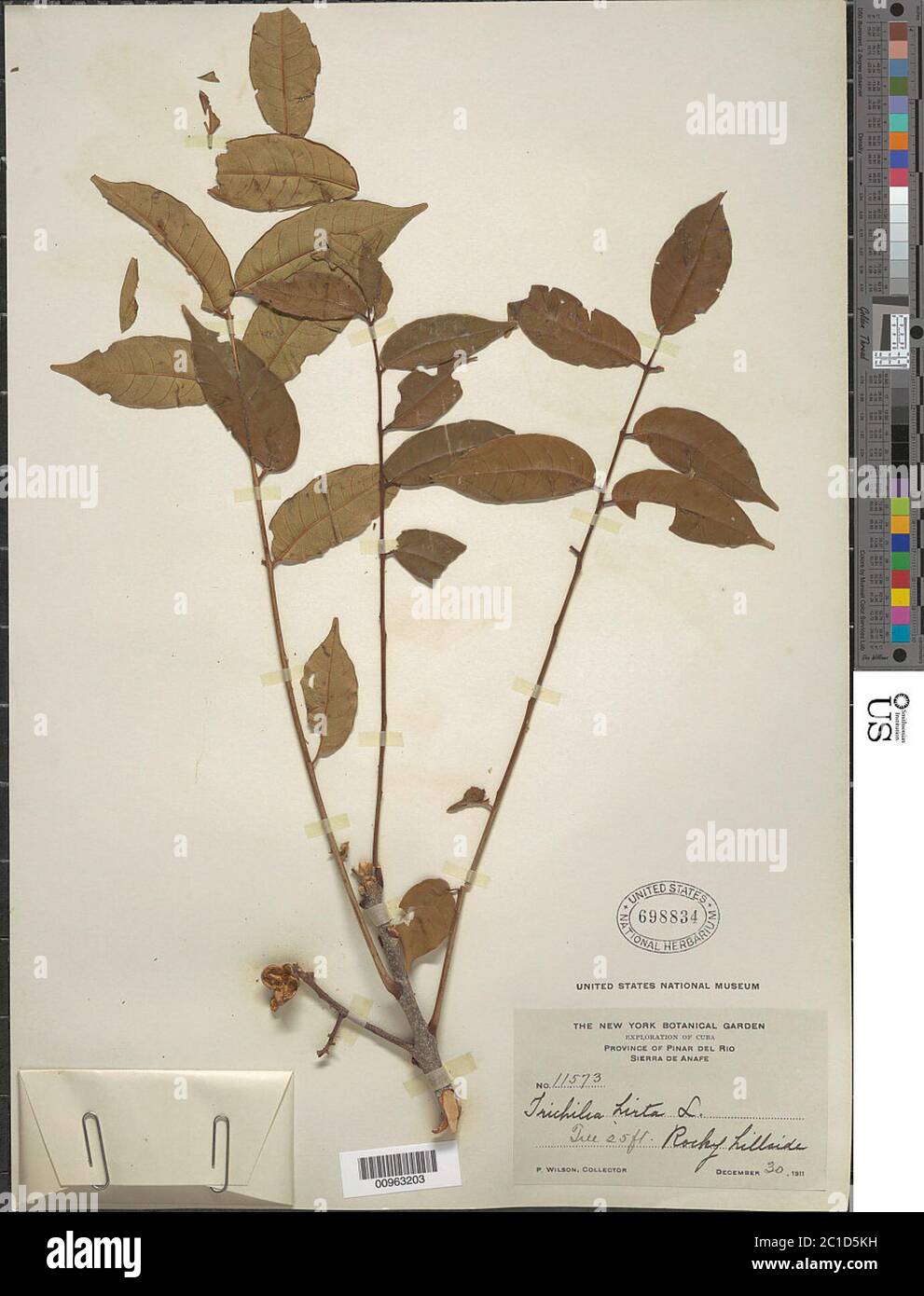 Trichilia species hi-res stock photography and images - Alamy