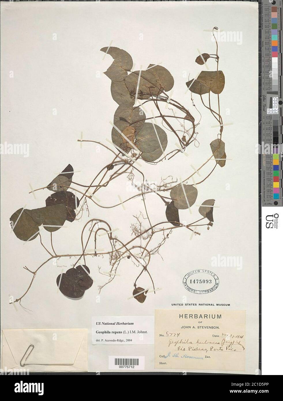 Geophila repens hi-res stock photography and images - Alamy