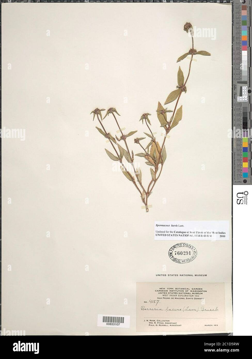 Spermacoce laevis Lam Spermacoce laevis Lam Stock Photo - Alamy