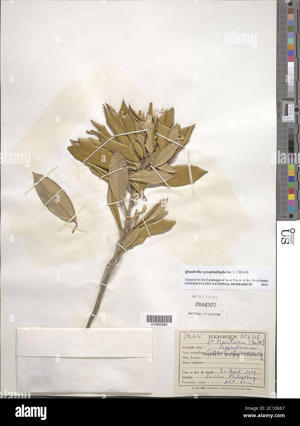 Quadrella cynophallophora L Hutch Quadrella cynophallophora L Hutch ...