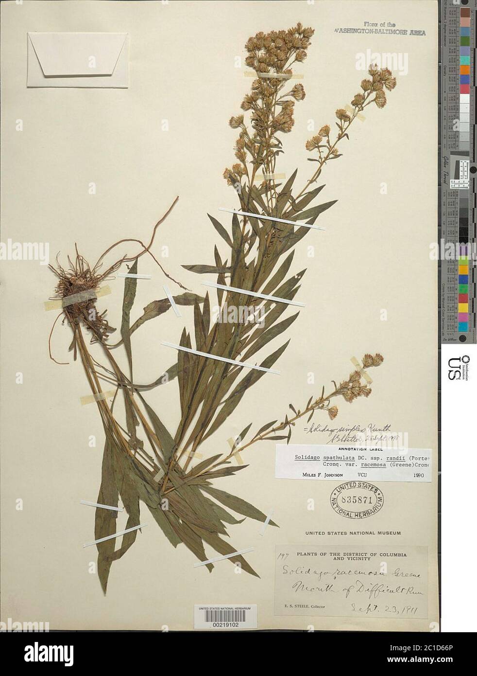 Solidago simplex Kunth Solidago simplex Kunth Stock Photo - Alamy