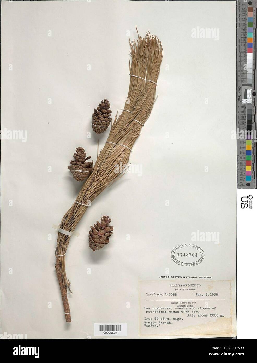 Pinus sp Pinus sp Stock Photo - Alamy