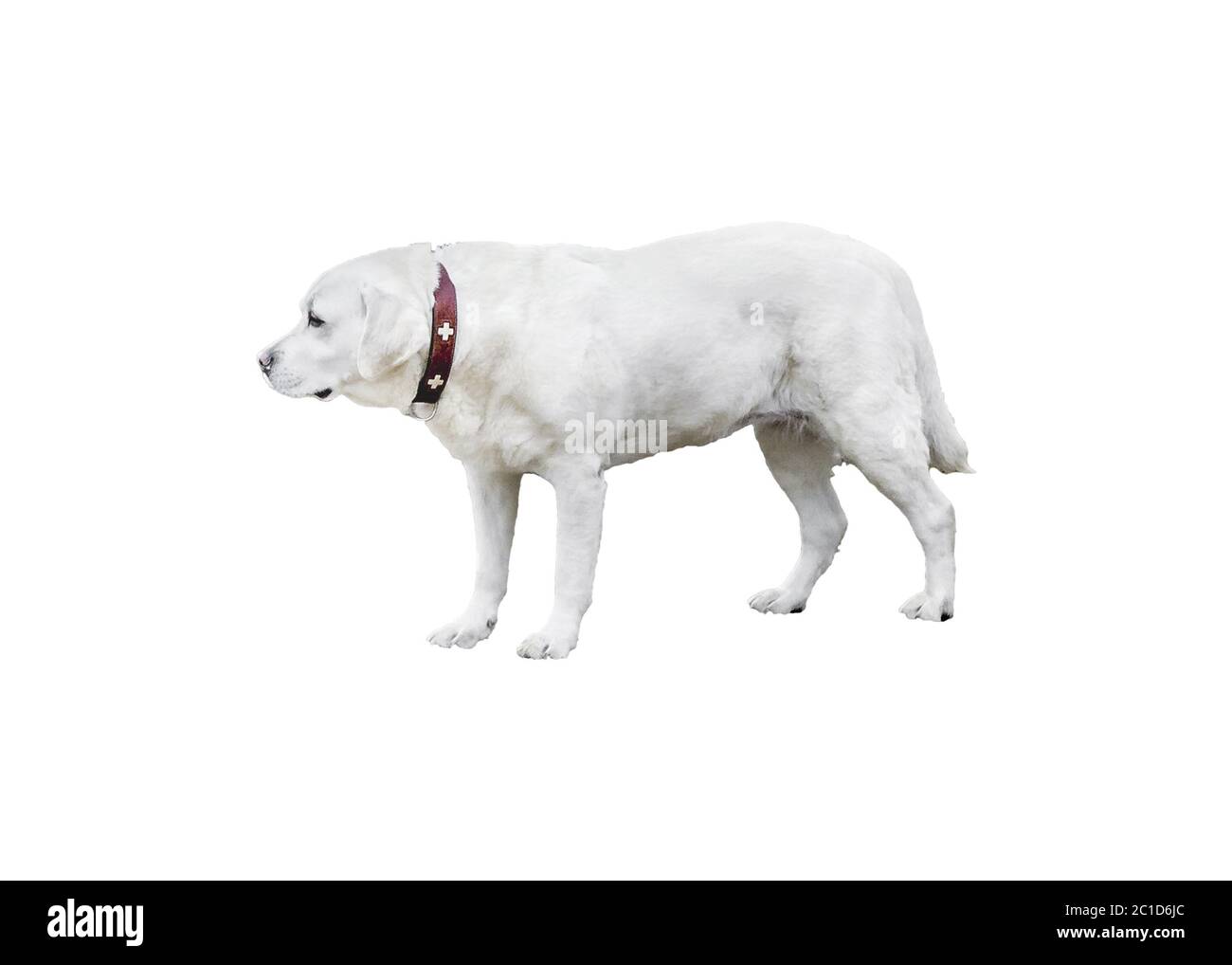 Fat labrador hi-res stock photography and images - Alamy