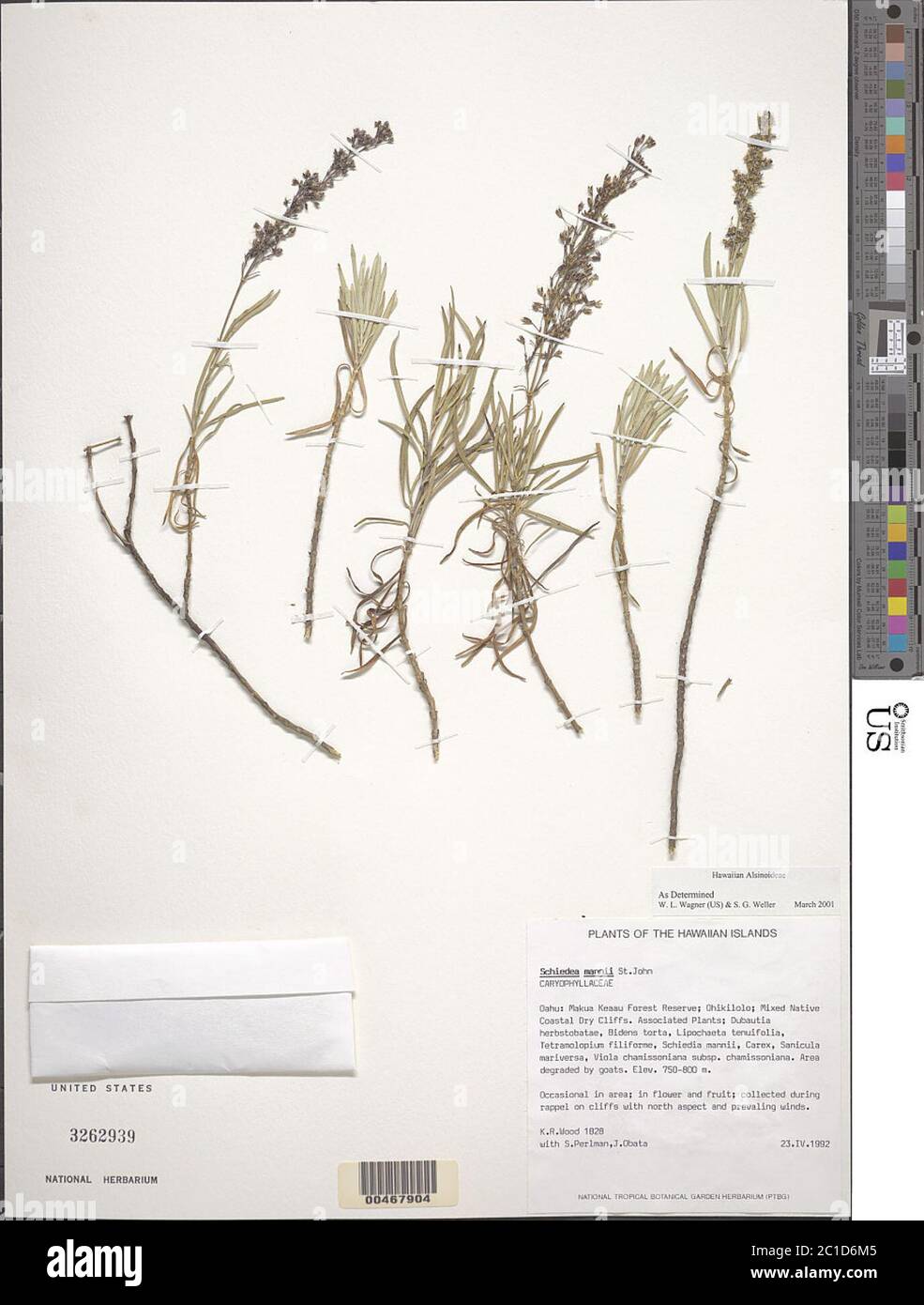 Schiedea mannii H St John Schiedea mannii H St John Stock Photo - Alamy