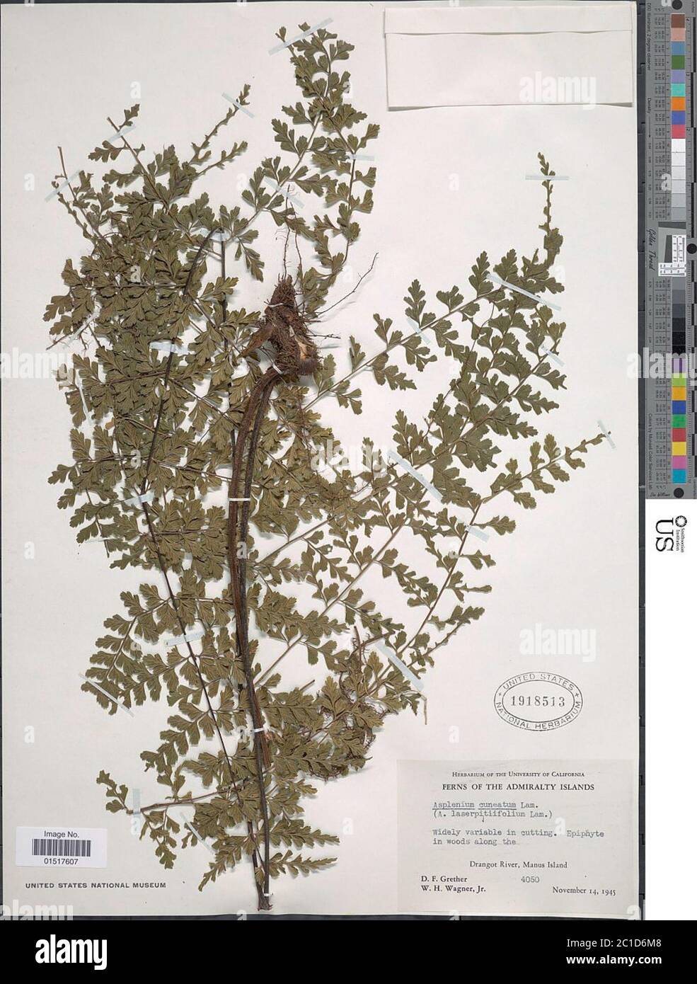 Asplenium cuneatum Lam Asplenium cuneatum Lam Stock Photo - Alamy