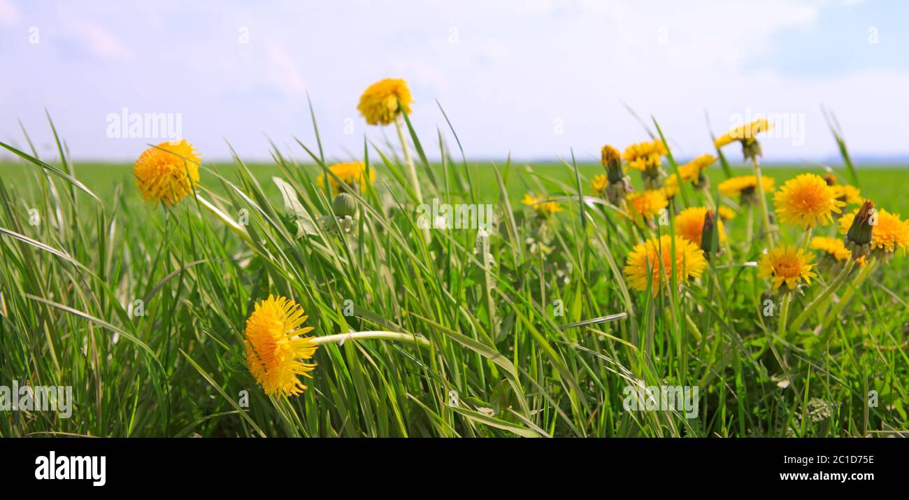 Dandelions field background on spring sunny day Stock Photo - Alamy