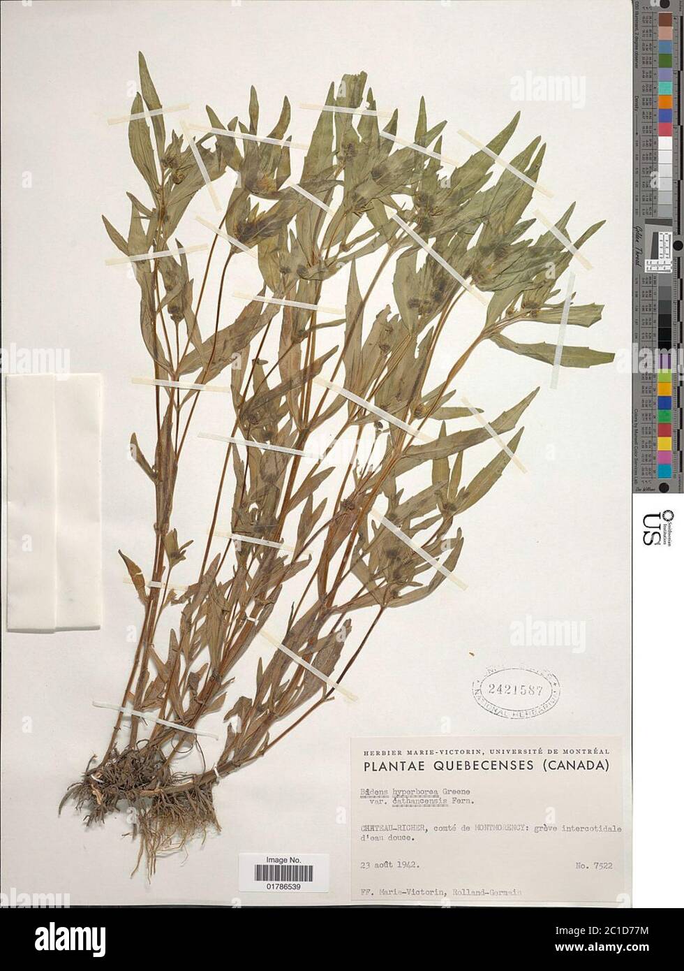 Bidens hyperborea Bidens hyperborea Stock Photo - Alamy