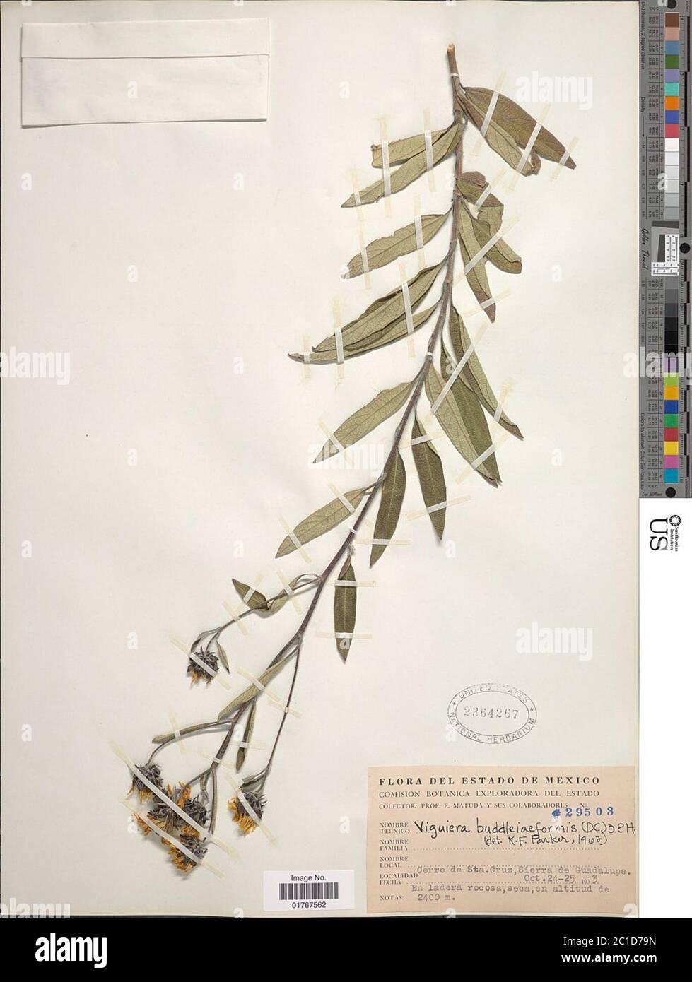 Viguiera buddleiaformis DC Benth Hook Viguiera buddleiaformis DC Benth ...