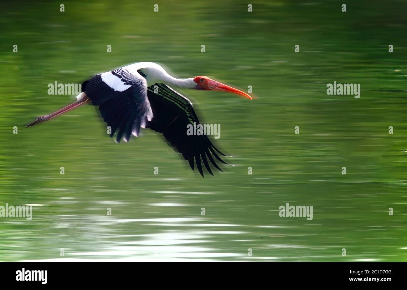 Bird conservation status hi-res stock photography and images - Alamy