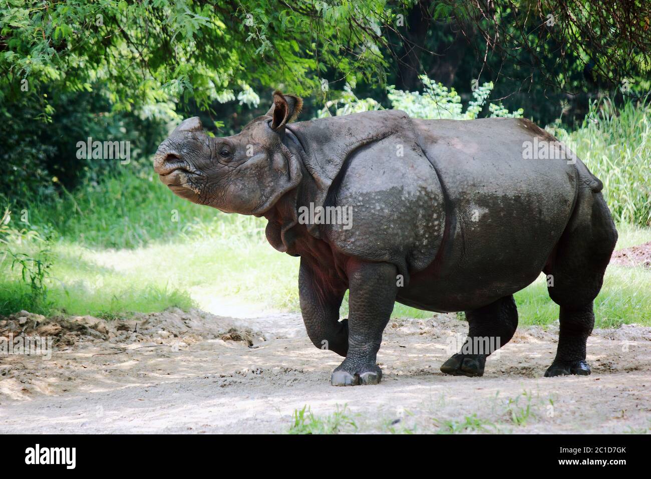 A Rhino shot in a zoo, India Stock Photo - Alamy