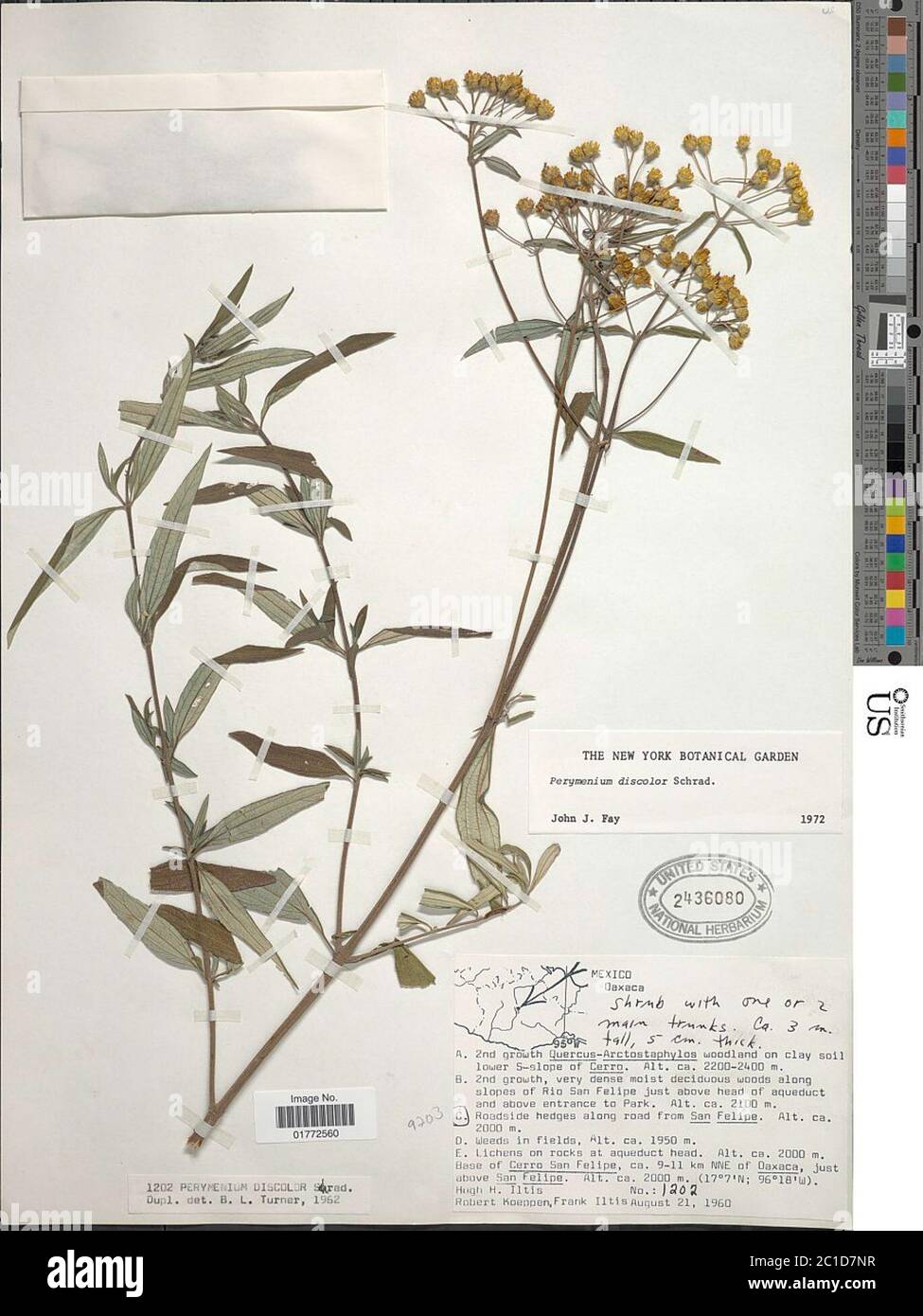 Perymenium discolor Schrad Perymenium discolor Schrad Stock Photo - Alamy