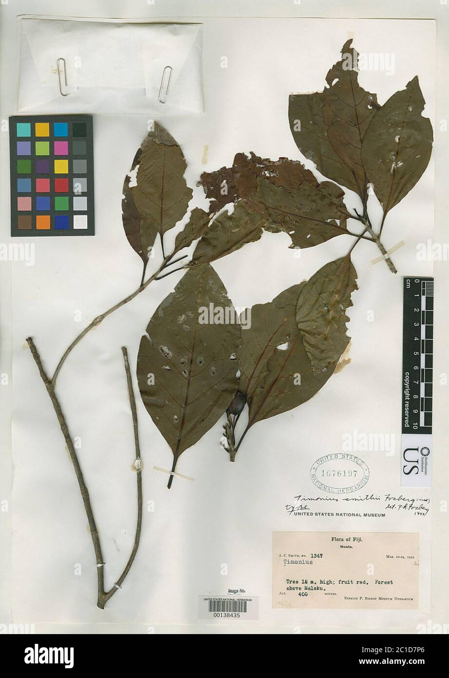 Timonius smithii Fosberg Timonius smithii Fosberg Stock Photo - Alamy