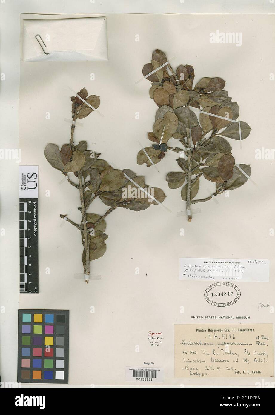 Antirhea albobrunea Urb Ekman Antirhea albobrunea Urb Ekman Stock Photo ...