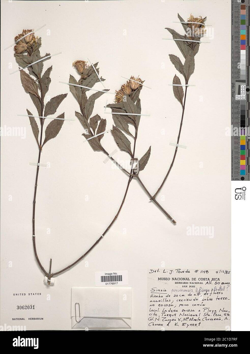 Simsia foetida var panamensis H Rob Brettell DM Spooner Simsia foetida ...