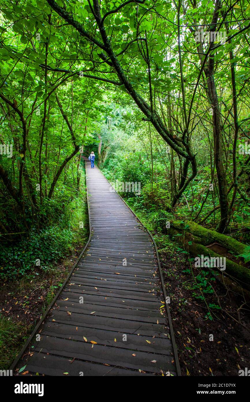 The board walk through the moss covered trees at Slapton Ley Nature ...