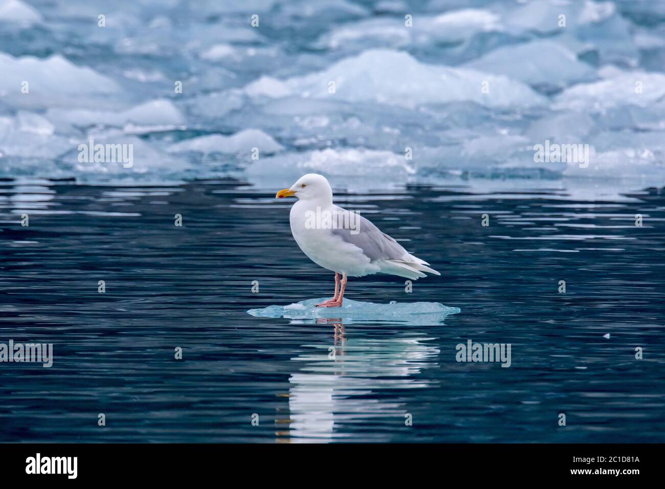 Arctic gull hi-res stock photography and images - Alamy