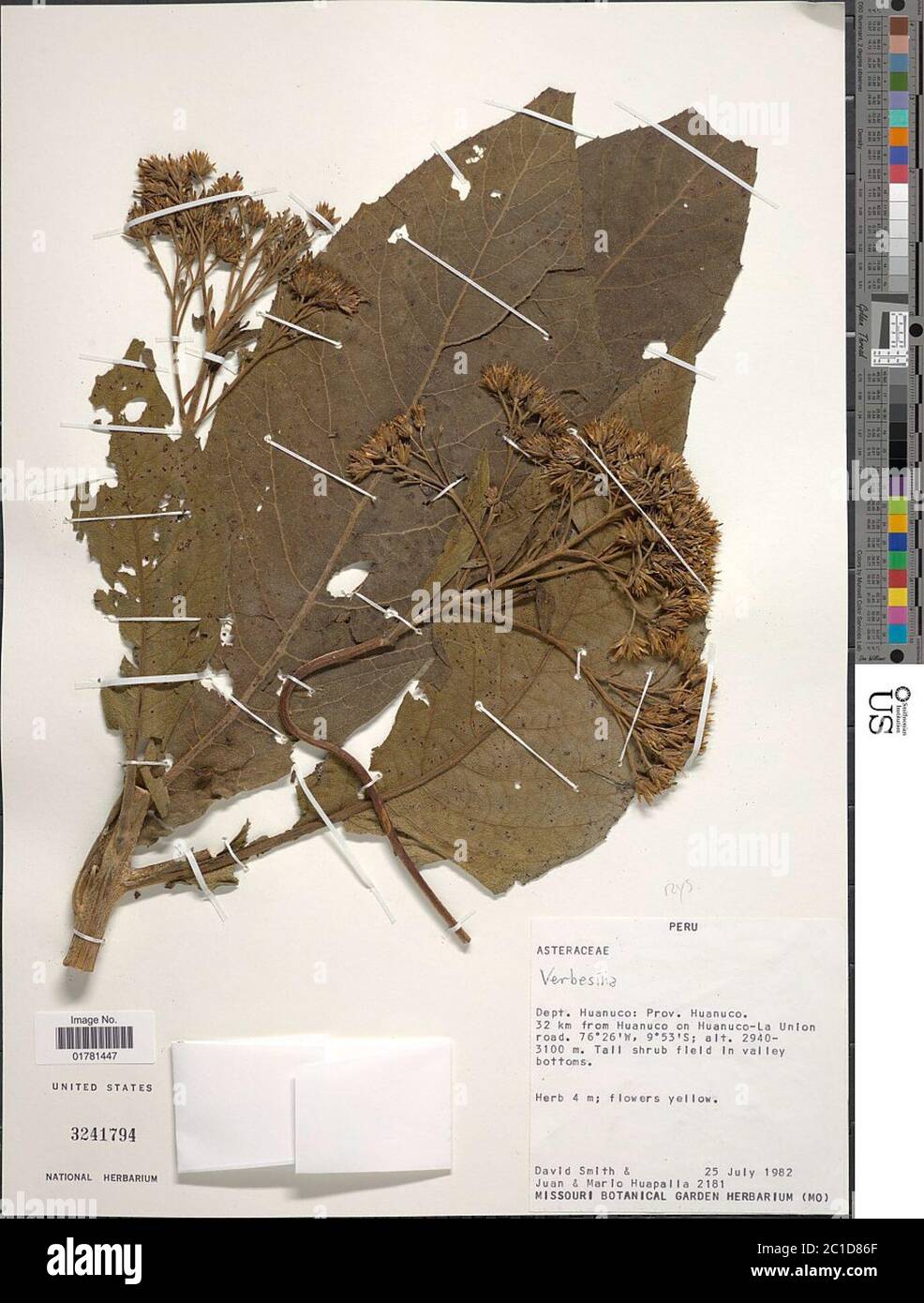 Verbesina sp Verbesina sp Stock Photo - Alamy