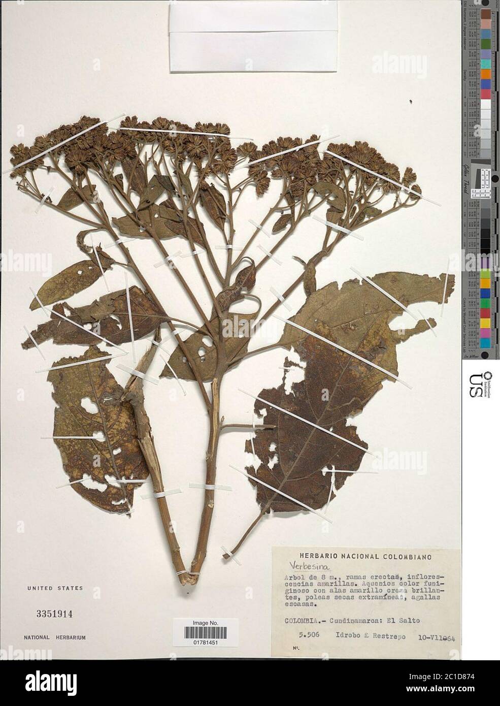 Verbesina sp Verbesina sp Stock Photo - Alamy