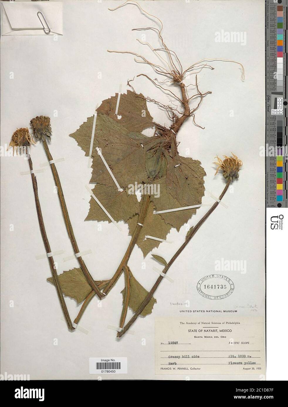 Verbesina sp Verbesina sp Stock Photo - Alamy