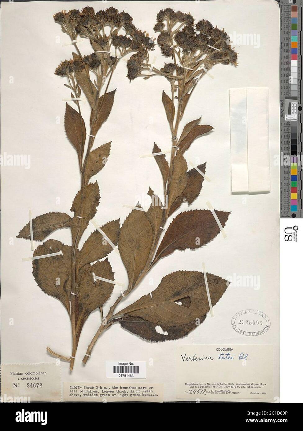 Verbesina sp Verbesina sp Stock Photo - Alamy