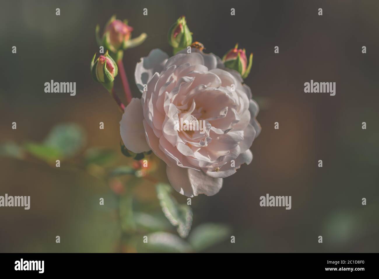 Simple rose hi-res stock photography and images - Alamy