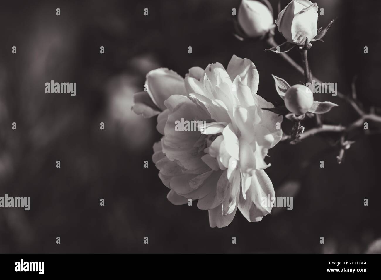 Summer garden rose hi-res stock photography and images - Alamy