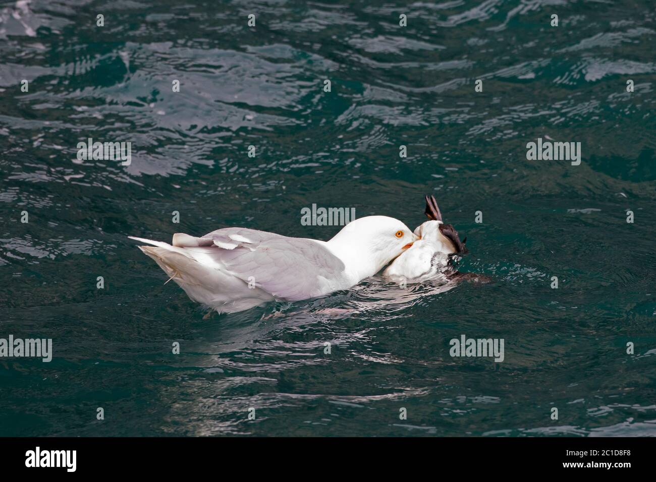 Glaucous gull (Larus hyperboreus) feeding on killed common murre ...
