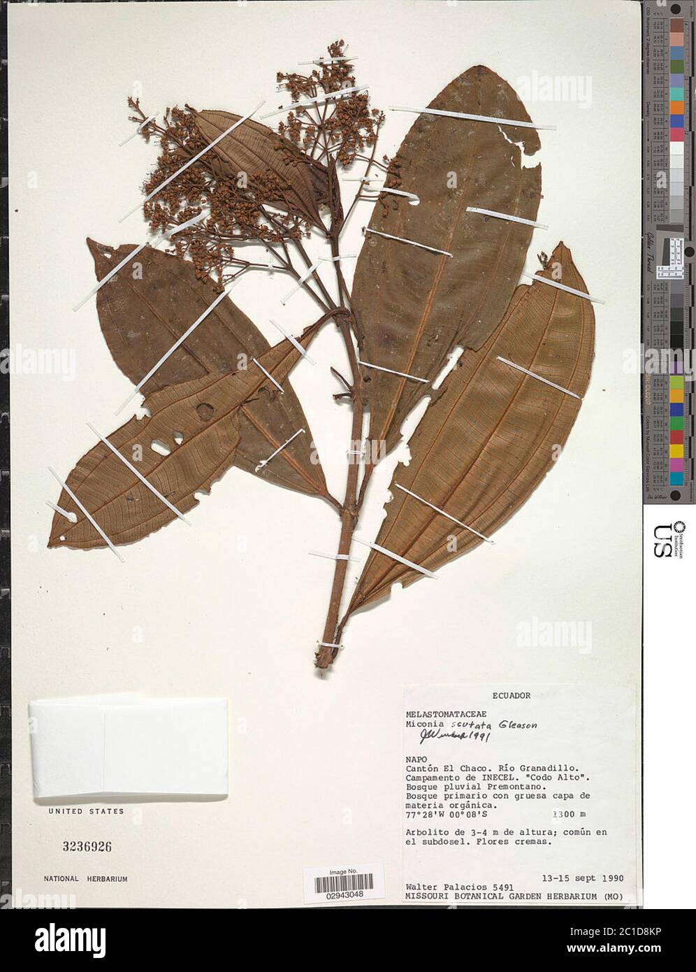 Scutata hi-res stock photography and images - Alamy