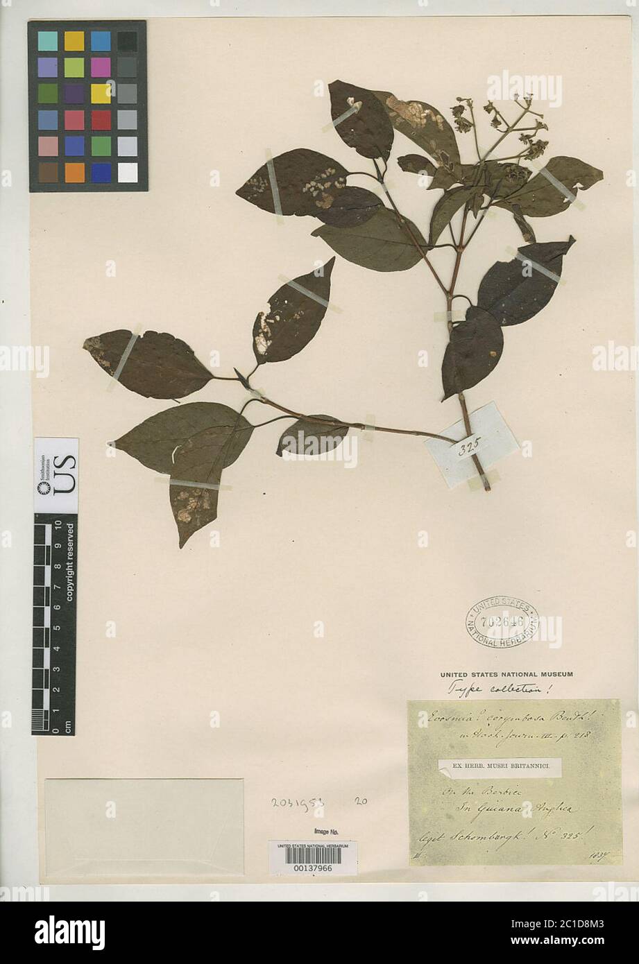 Euosmia corymbosa Benth in Hook Euosmia corymbosa Benth in Hook Stock ...