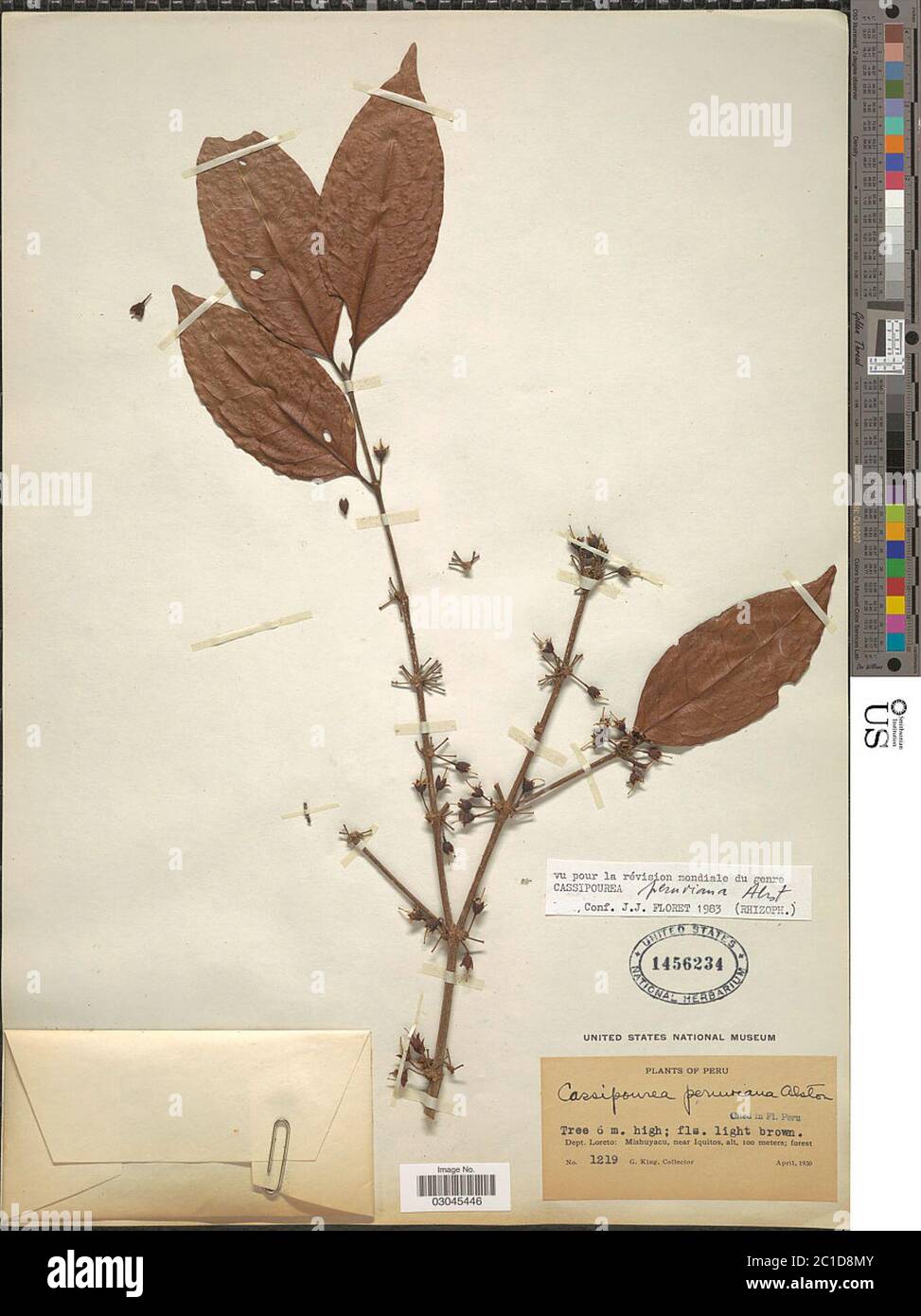 Cassipourea peruviana Alston Cassipourea peruviana Alston Stock Photo ...