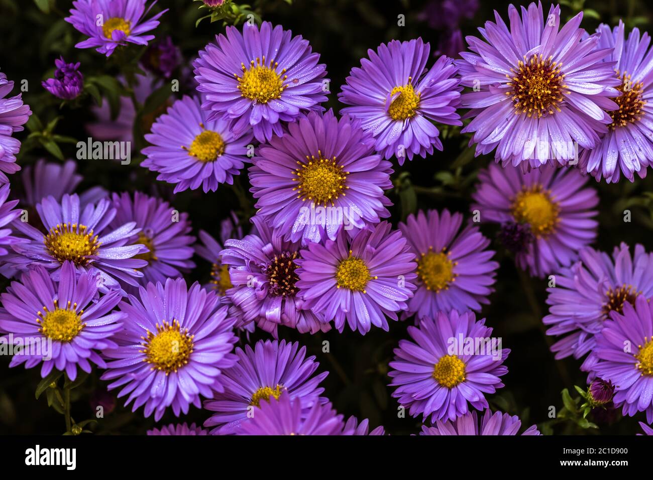 beautiful pink aster flowers wallpaper Stock Photo - Alamy