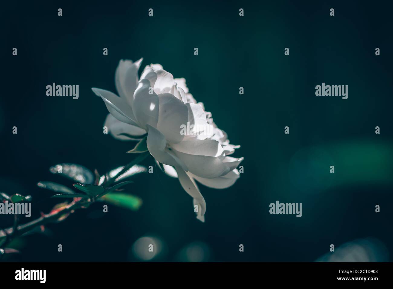 close up of sad rose flower black and white Stock Photo - Alamy