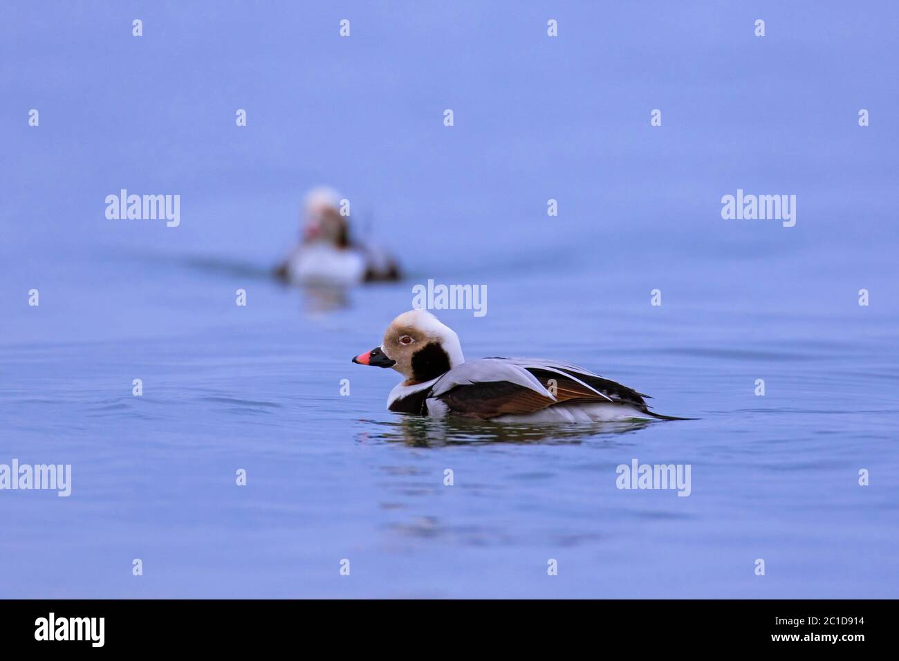Two long-tailed ducks (Clangula hyemalis) males swimming in sea in ...