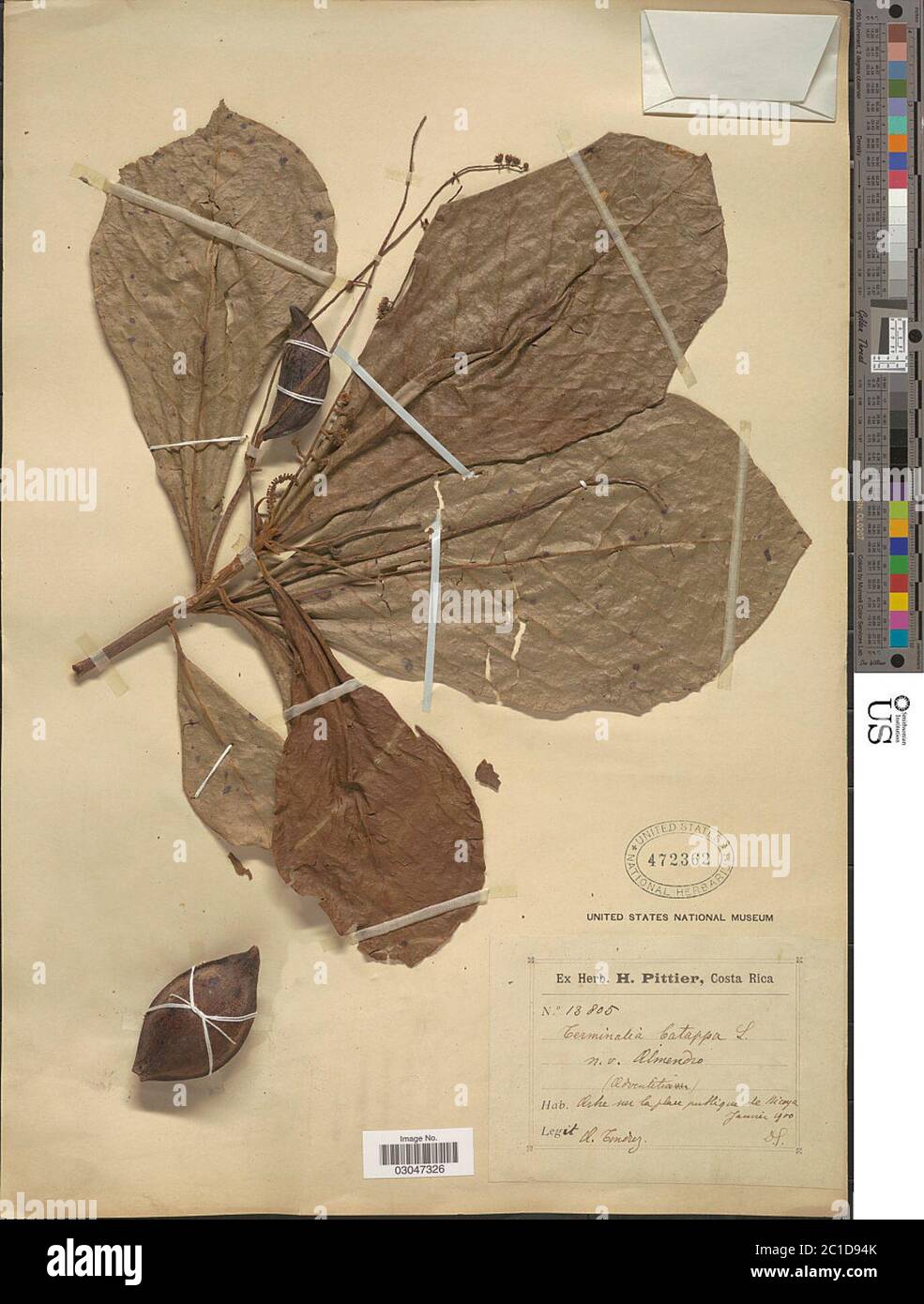 Terminalia catappa l hi-res stock photography and images - Alamy