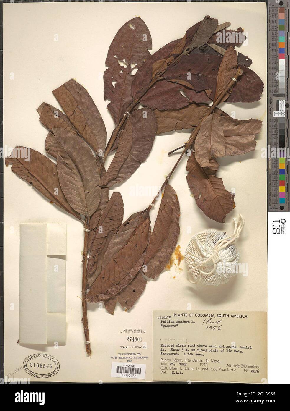 Psidium guajava L Psidium guajava L Stock Photo - Alamy