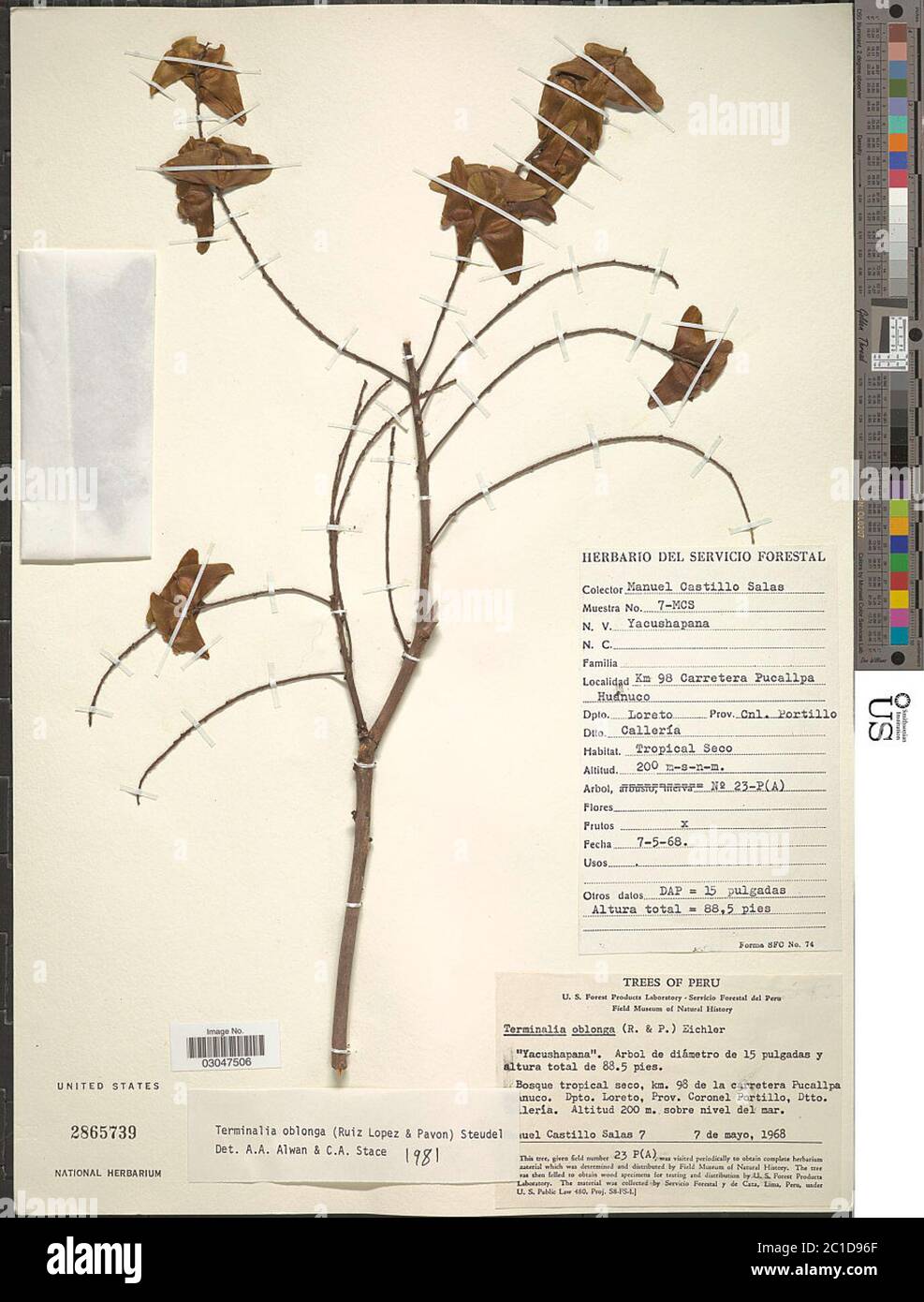 Terminalia oblonga Ruiz Pav Steud Terminalia oblonga Ruiz Pav Steud ...