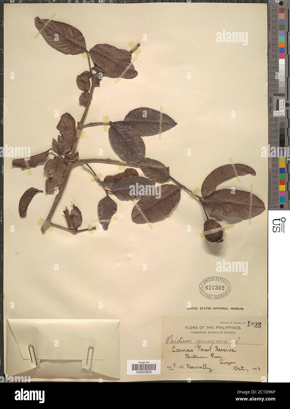 Psidium guajava L Psidium guajava L Stock Photo - Alamy