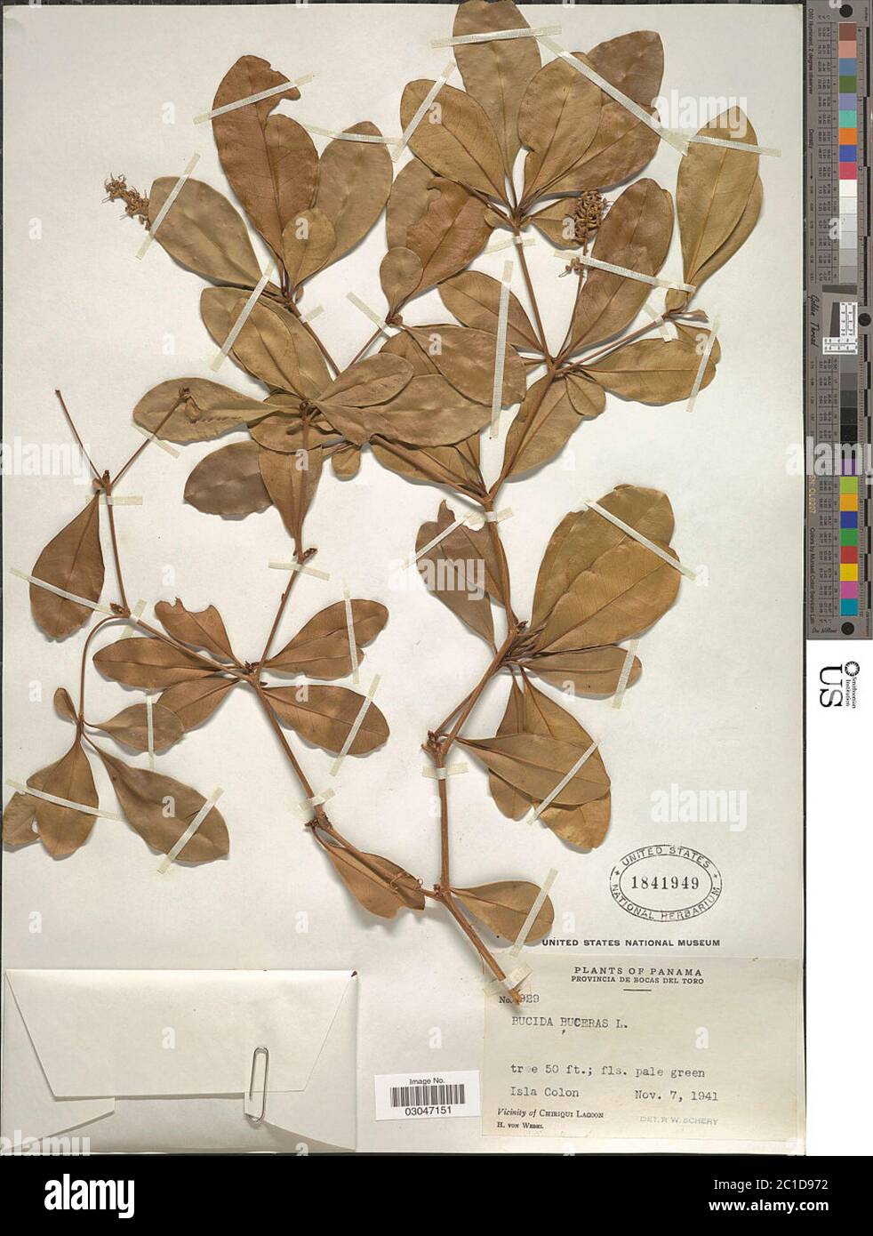 Bucida buceras L Bucida buceras L Stock Photo - Alamy